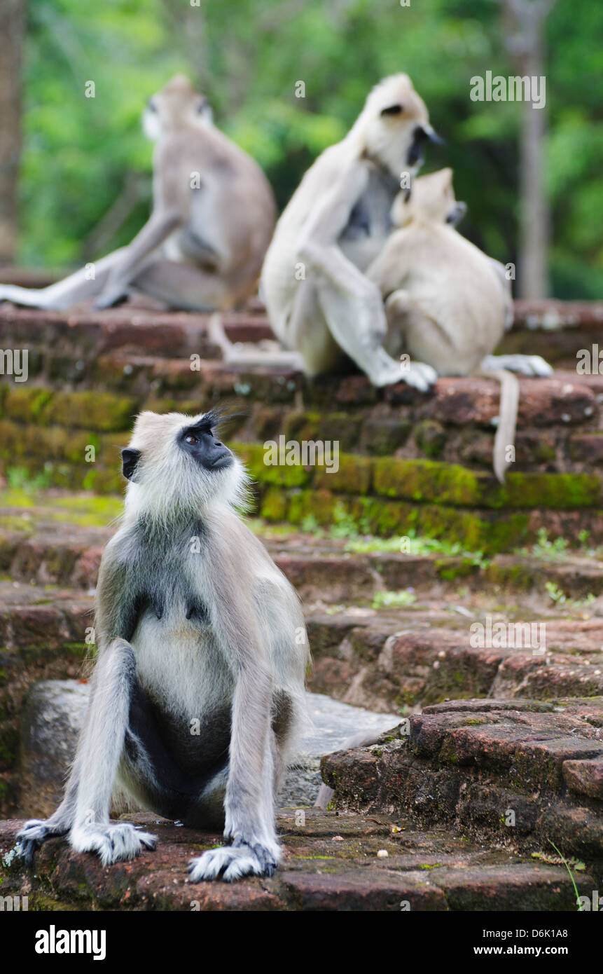 Tufted grey langurs (Semnopithecus priam), Polonnaruwa, North Central ...