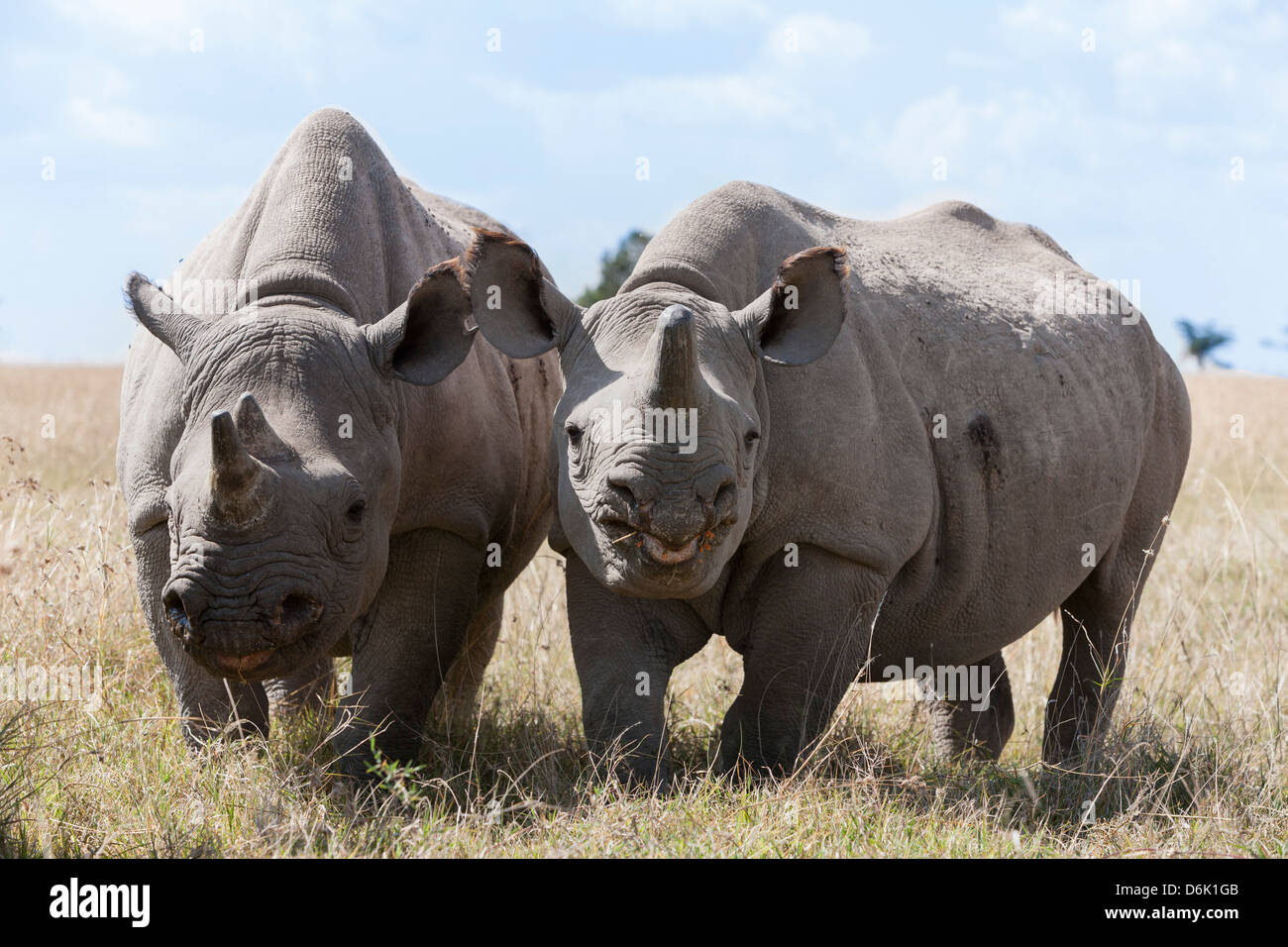 Two rhinoceros, Ol Pejeta Conservancy, Laikipia, Kenya, East Africa ...