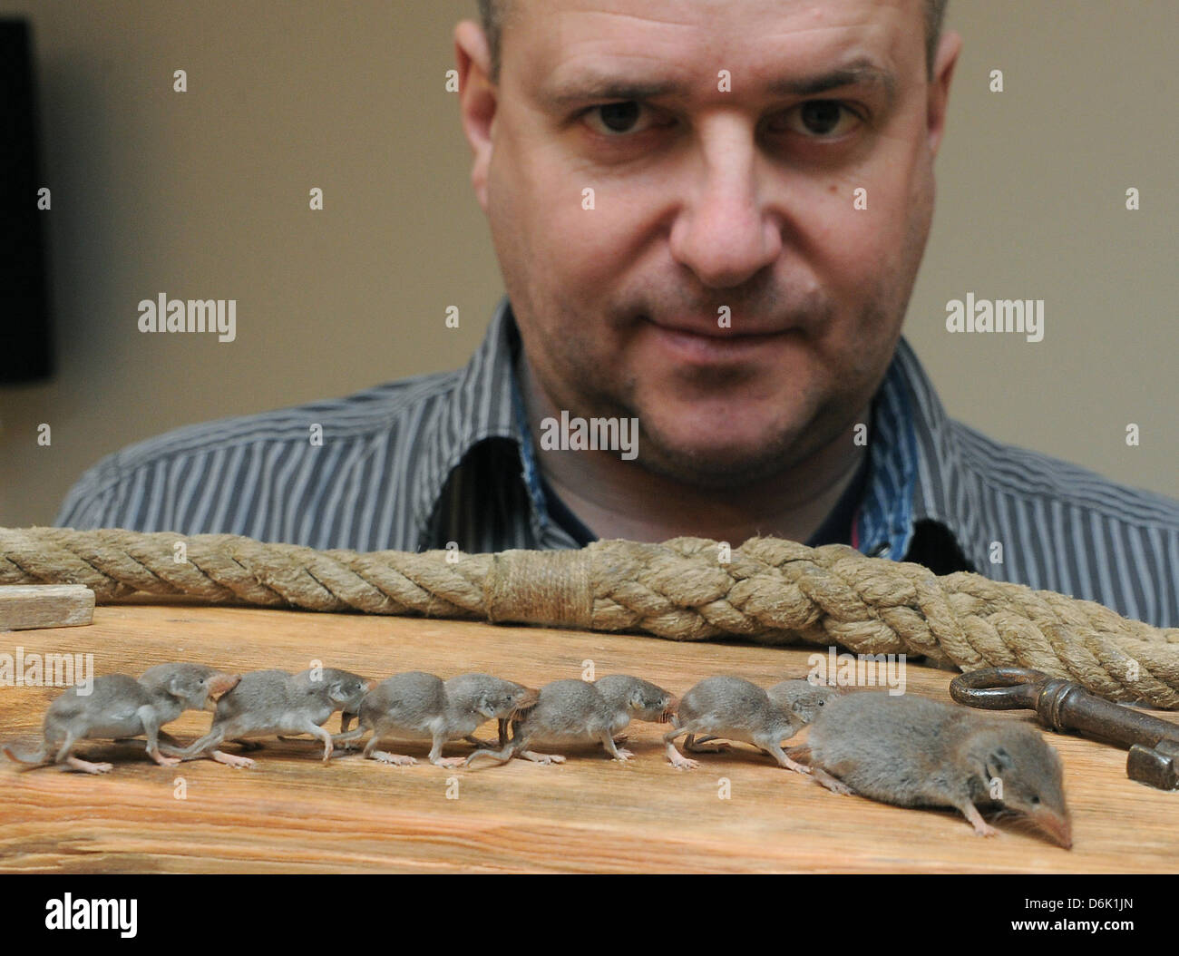 Shrew caravan hi-res stock photography and images - Alamy