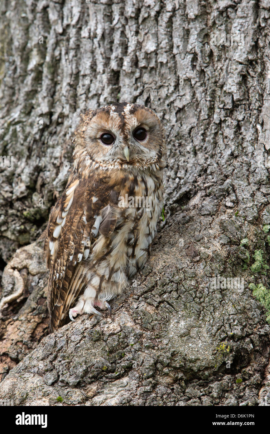 Strix aluco hi-res stock photography and images - Alamy