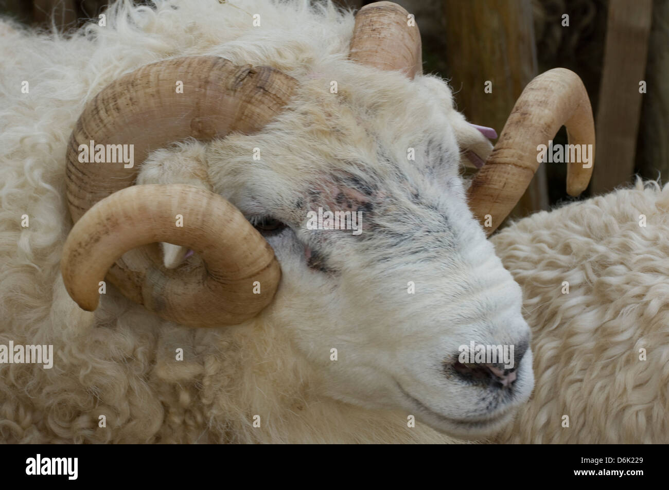 Dartmoor sheep, ram's head with curly horns, Widecombe Fair, Dartmoor ...