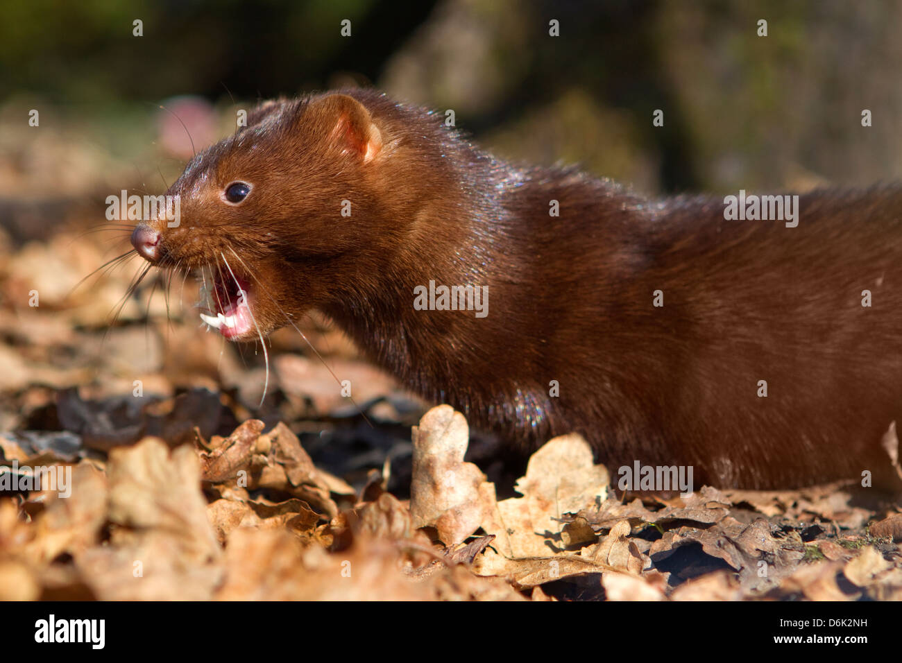 American mink neovison vison hi-res stock photography and images - Alamy