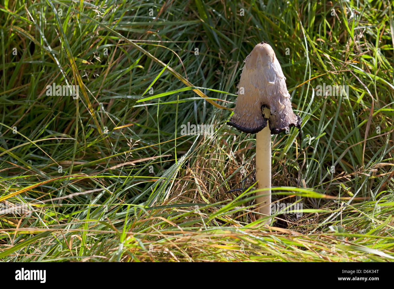 Ink fungus hi-res stock photography and images - Alamy
