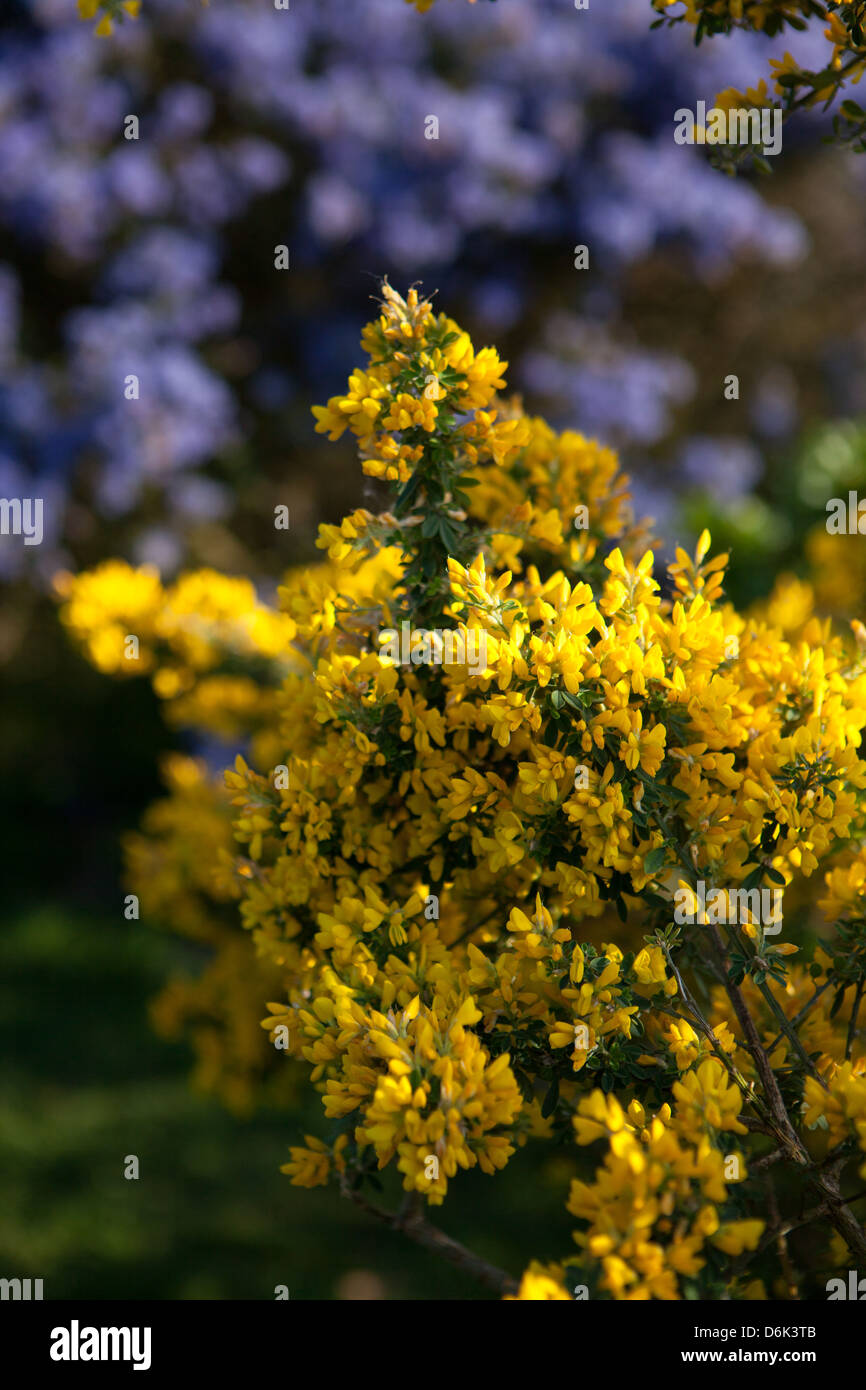 Yellow genista flowers with blue ceanothus background in the spring ...