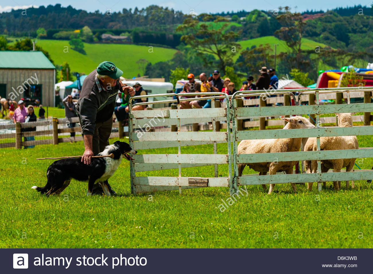 Sheep Dog Trials Stock Photos & Sheep Dog Trials Stock Images - Alamy