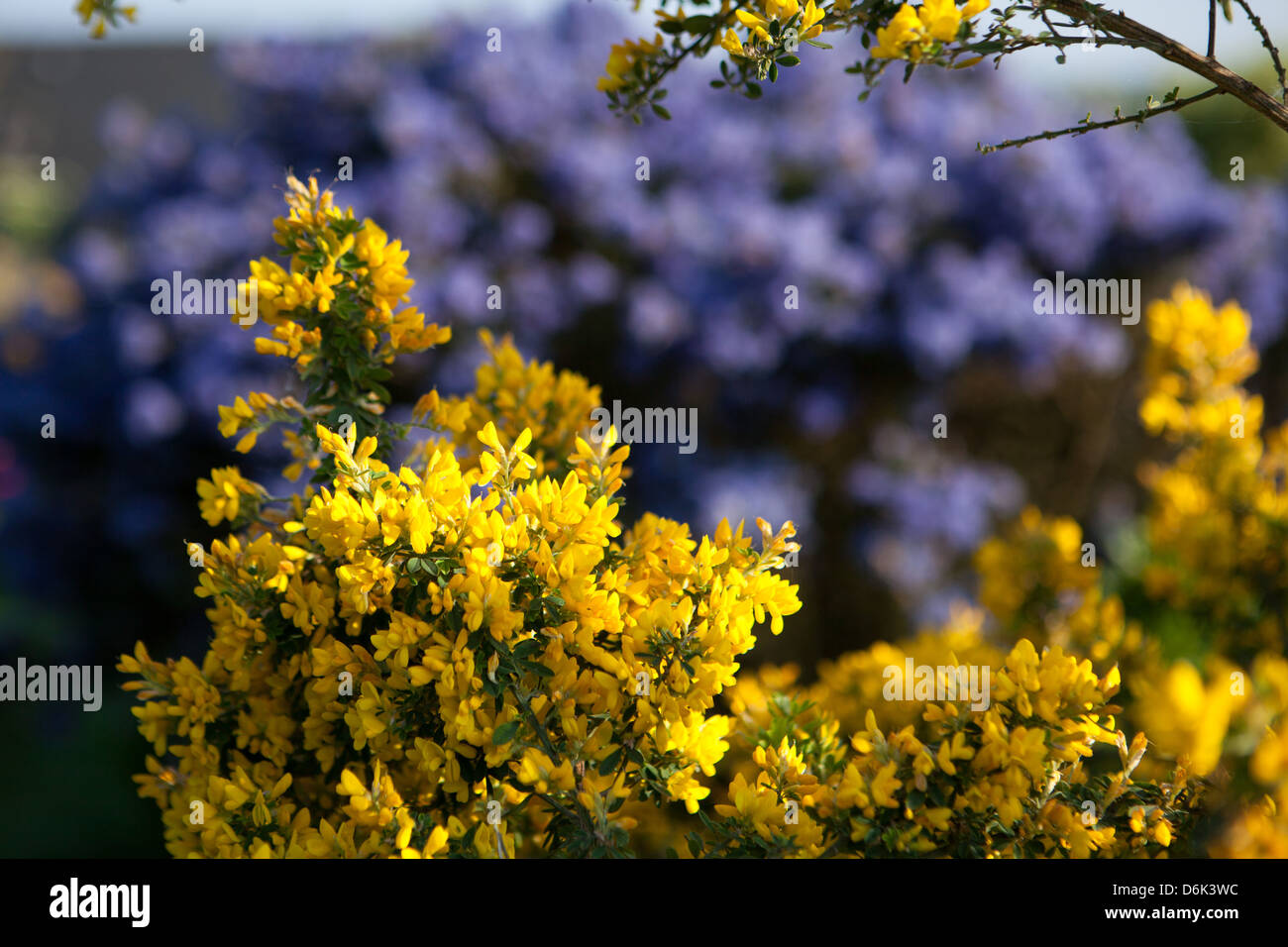 Yellow genista flowers with blue ceanothus background in the spring ...