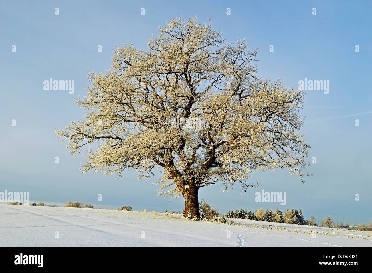 Oak tree with hoar frost, near Villingen-Schwenningen, Schwarzwald-Baar ...