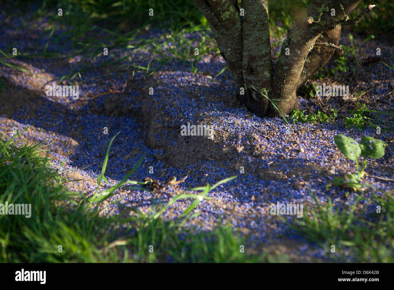 Carpet of blue flowers hi-res stock photography and images - Alamy