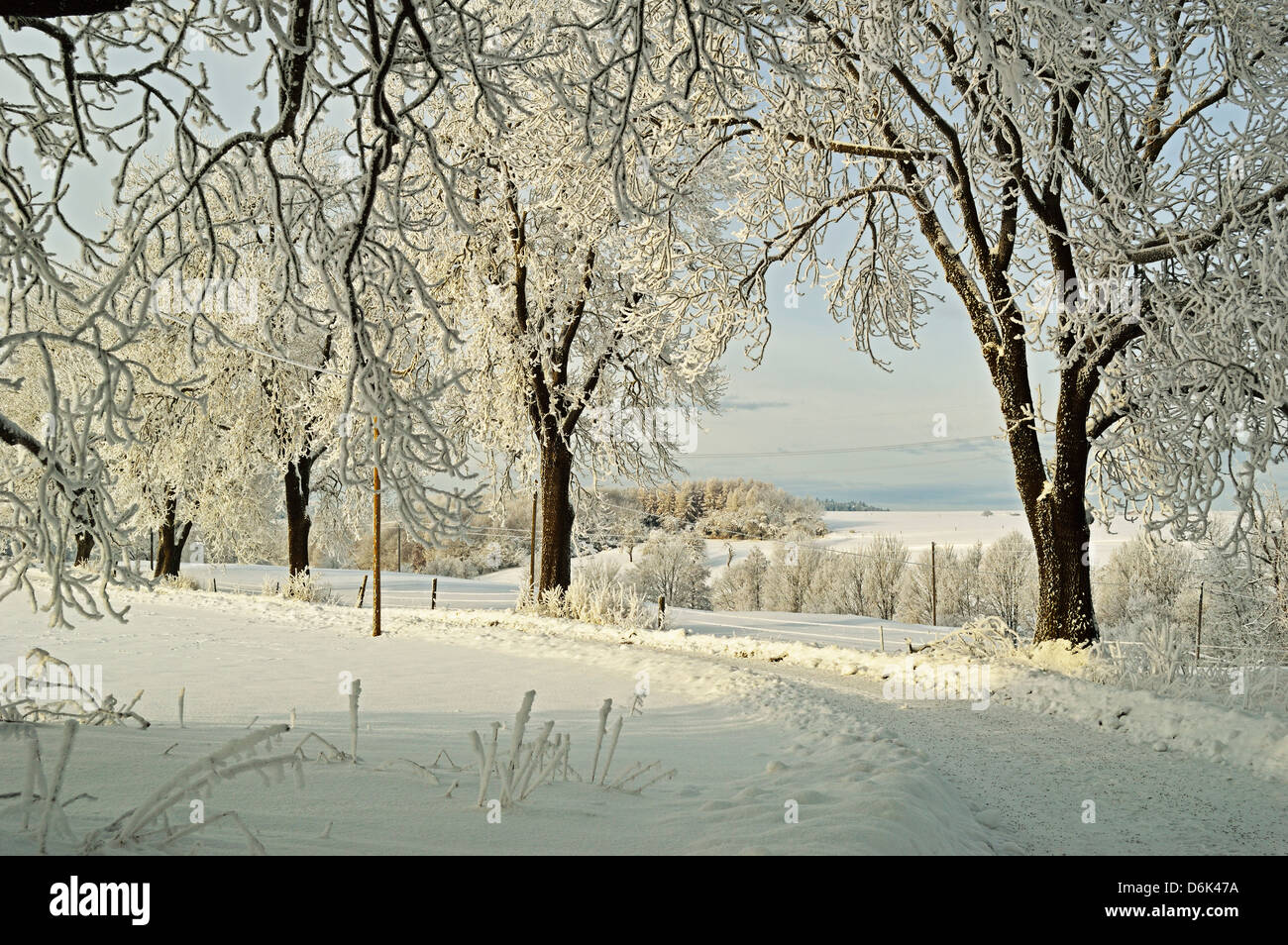 Beech trees with hoar frost, near Villingen-Schwenningen, Schwarzwald ...