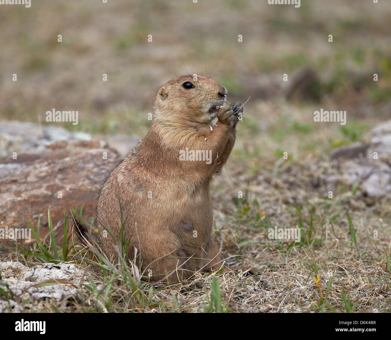 Black-tailed prairie dog (blacktail prairie dog) (Cynomys ludovicianus ...