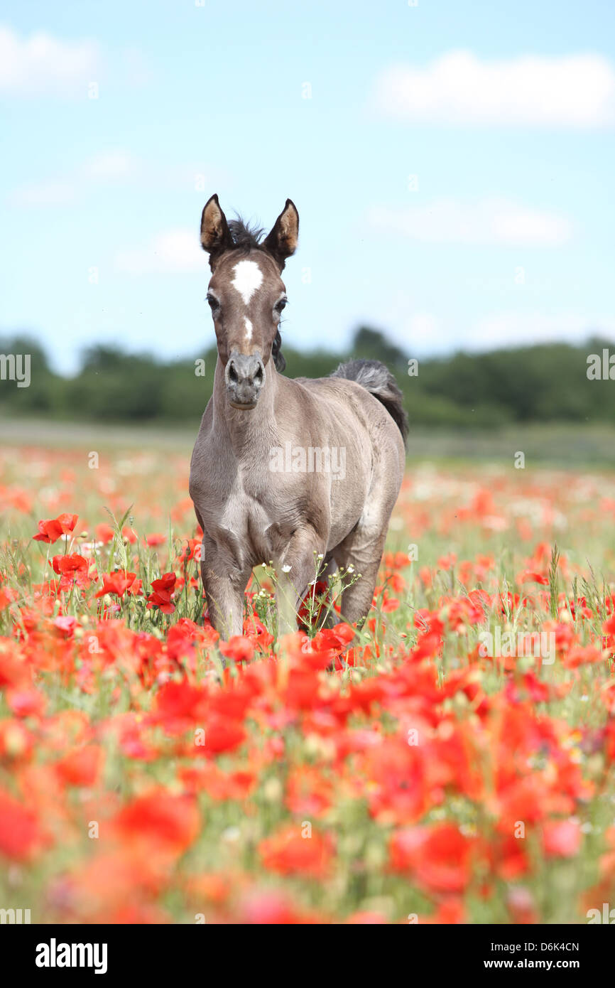 Red horse running hi-res stock photography and images - Alamy