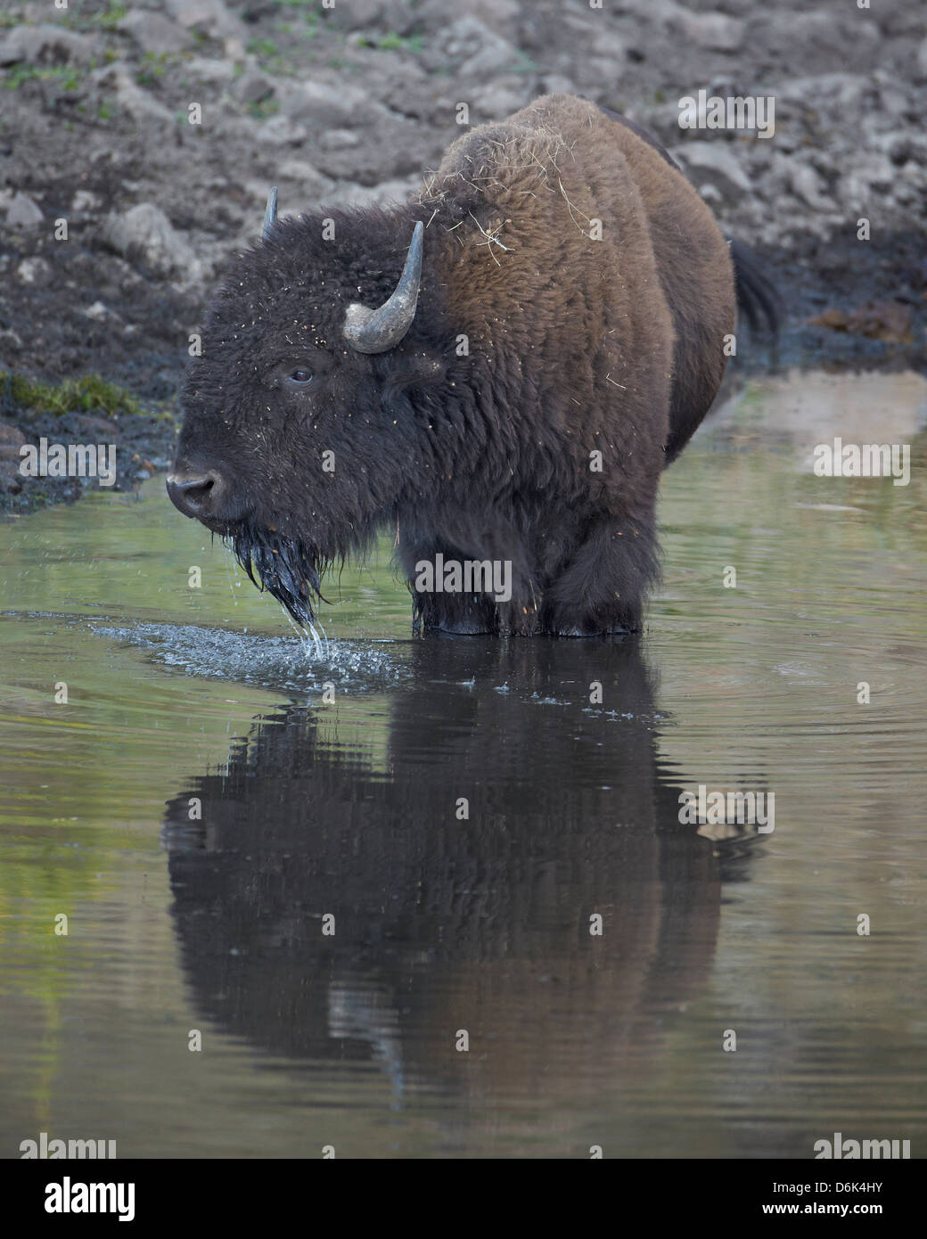 Bison (Bison bison) drinking from a pond, Custer State Park, South ...