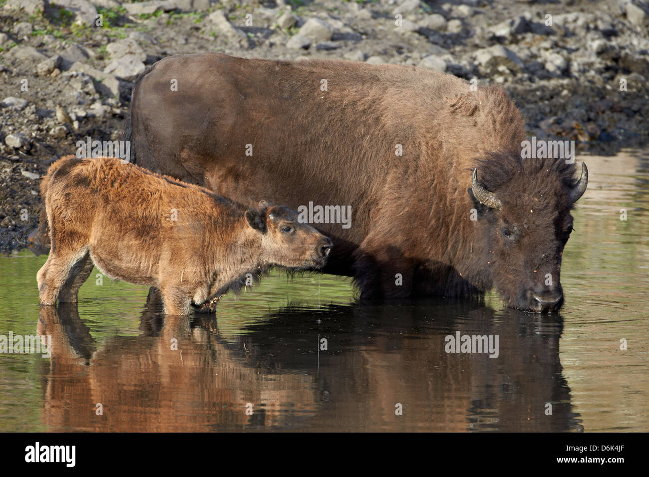 Bison (Bison bison) cow and calf drinking from a pond, Custer State ...