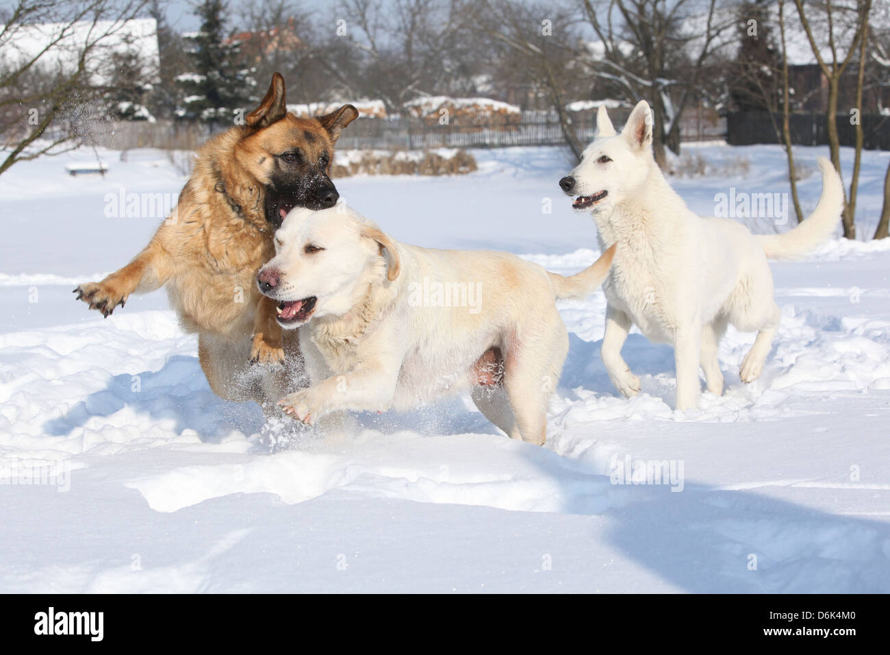 Three playing dogs (German shepherd, Swiss shepherd and Labrador ...