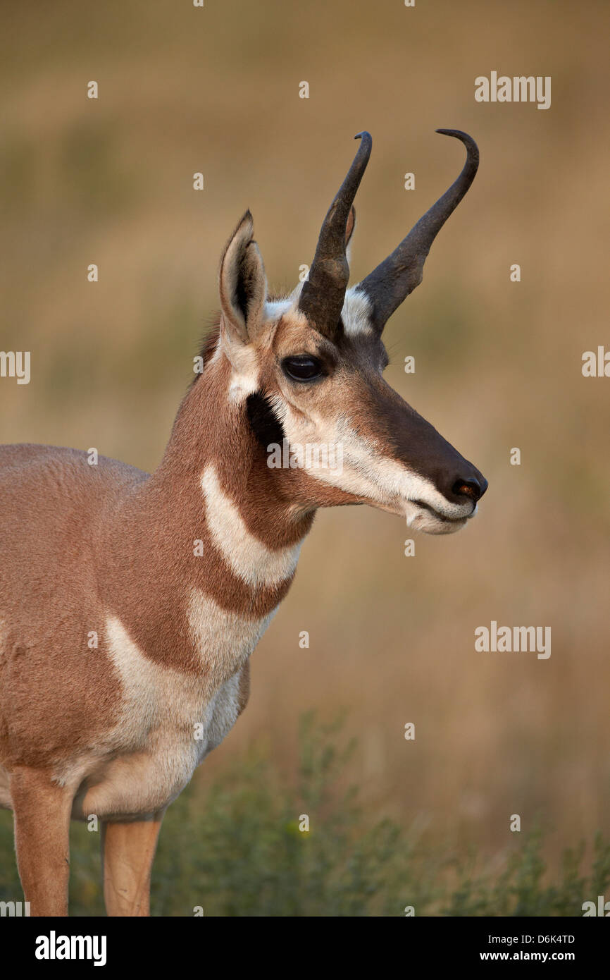 Pronghorn (Antilocapra americana) buck, Custer State Park, South Dakota ...
