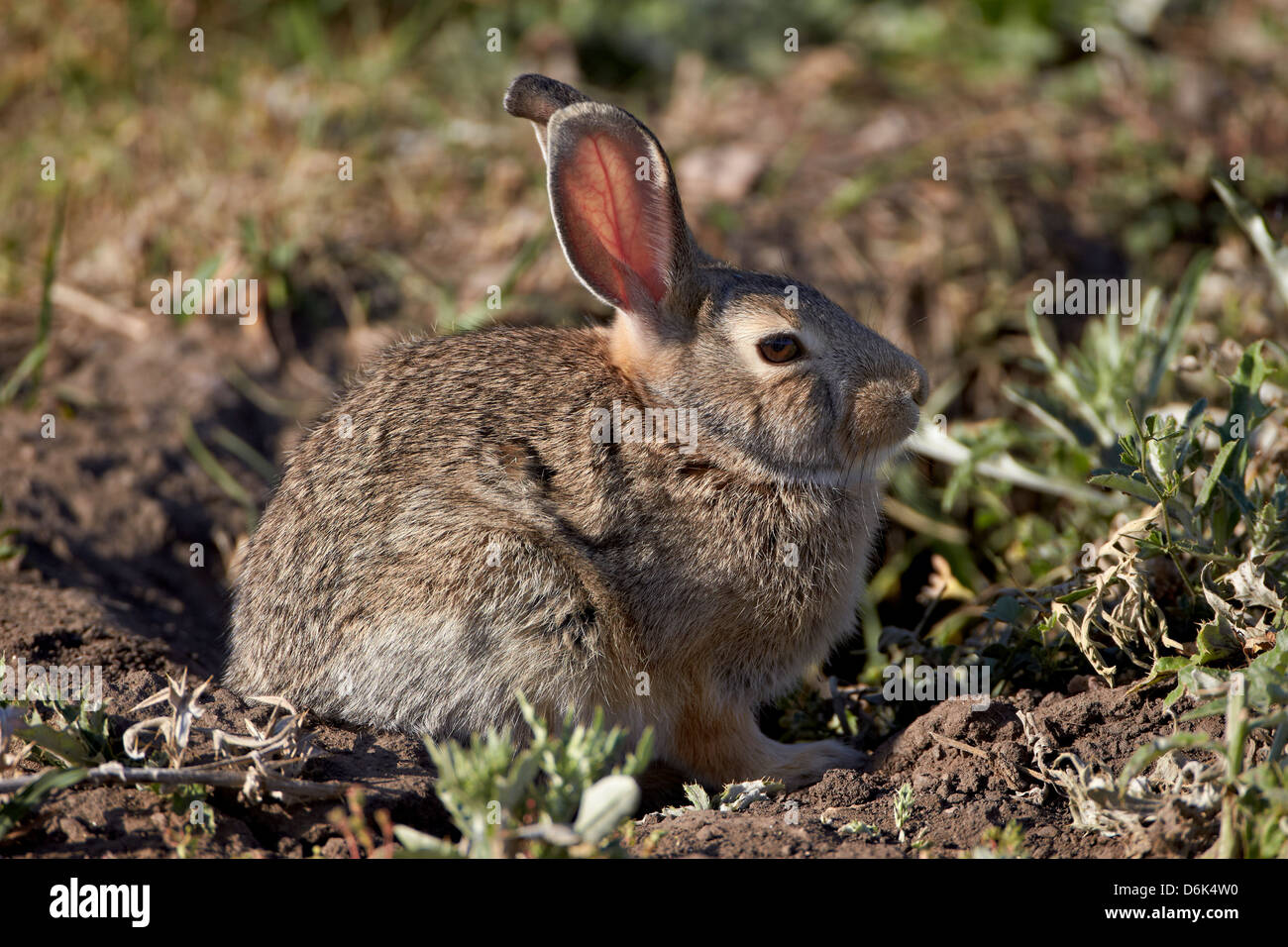 Eastern cottontail (Sylvilagus floridanus), Custer State Park, South ...