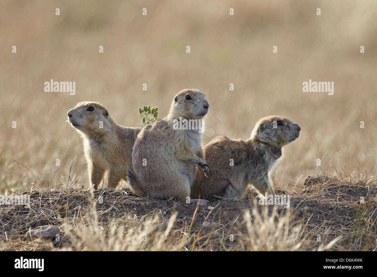 Three black-tailed prairie dog (blacktail prairie dog) (Cynomys ...