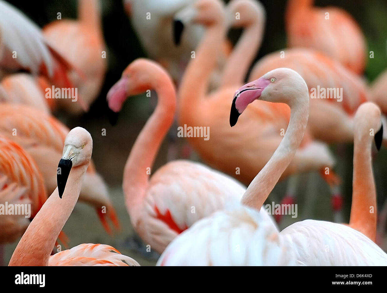 Flamingos captured in the zoo of Berlin, Germany, 12 March 2012. Photo ...