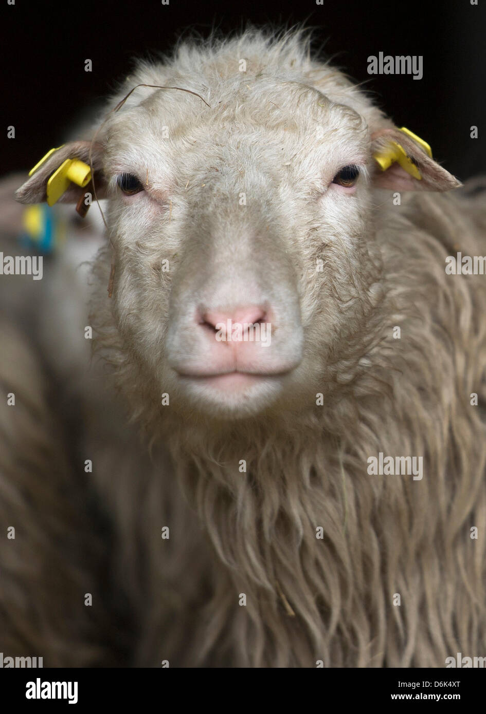 White polled heath hi-res stock photography and images - Alamy