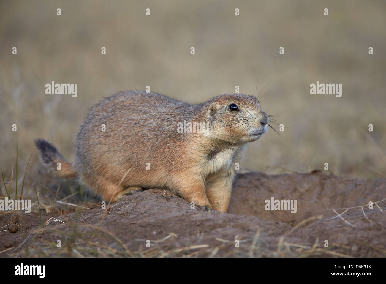Black-tailed prairie dog (blacktail prairie dog) (Cynomys ludovicianus ...