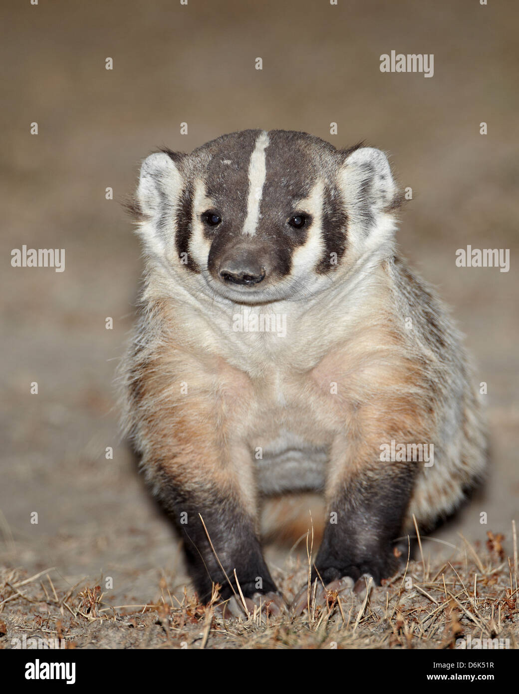 Badger (Taxidea taxus), Buffalo Gap National Grassland, Conata Basin ...