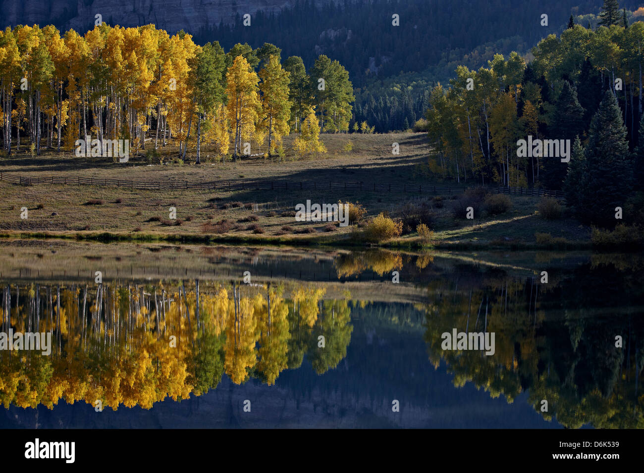 Yellow aspens among evergreens in the fall reflected in a lake ...
