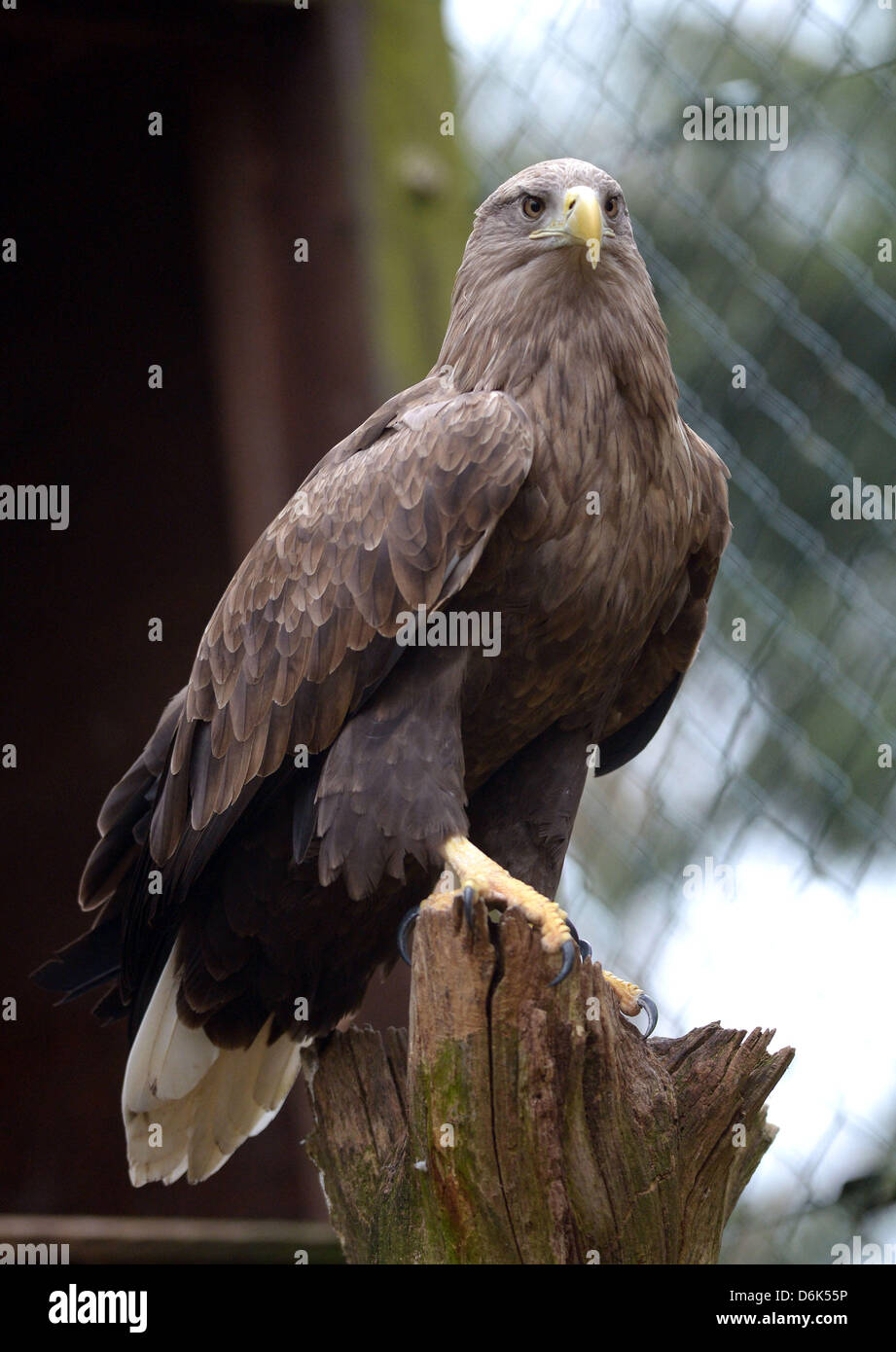 A sea eagle sits on a branch in its enclosure at the bird park in ...