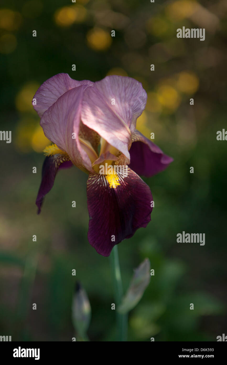 close purple and yellow iris germanica flower in the spring garden ...
