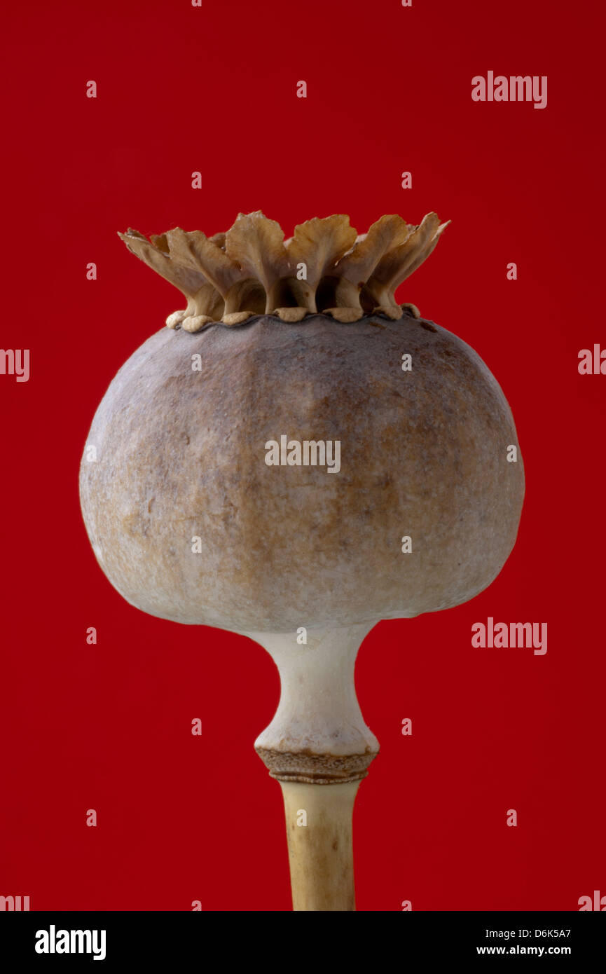 Single poppy seed capsules in close up and isolated on an red ...