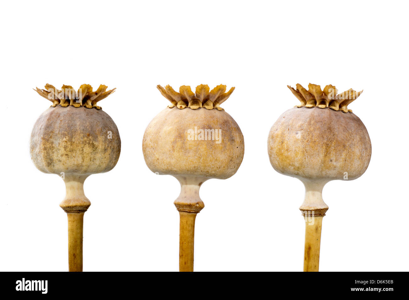 Three poppy seed capsules in one line, close up and isolated on a white ...