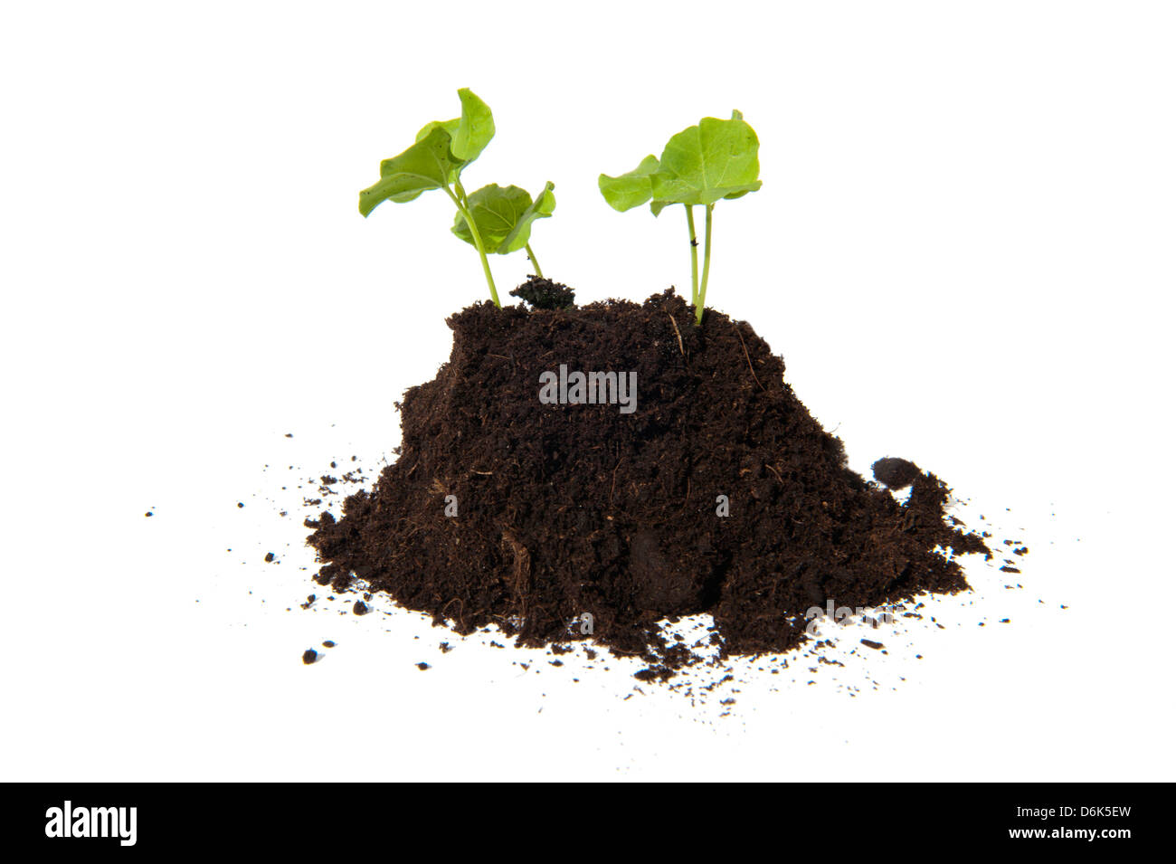 Hibiscus sprout High Resolution Stock Photography and Images - Alamy