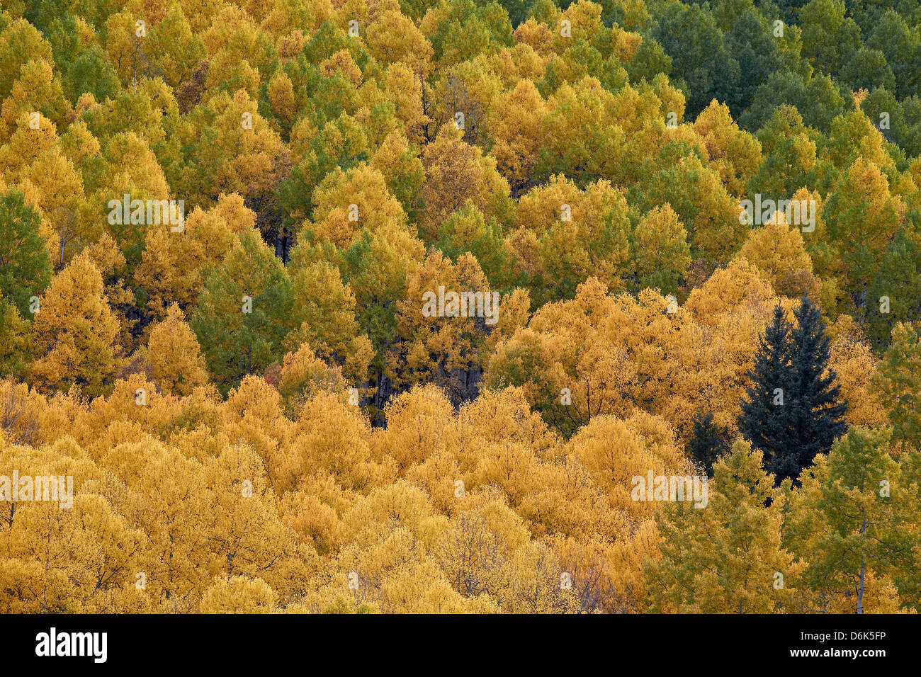 Evergreen forest usa hi-res stock photography and images - Alamy