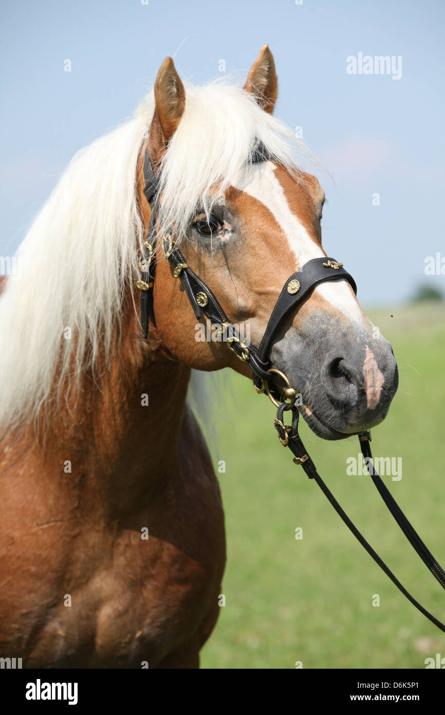 Haflinger stallion hi-res stock photography and images - Alamy