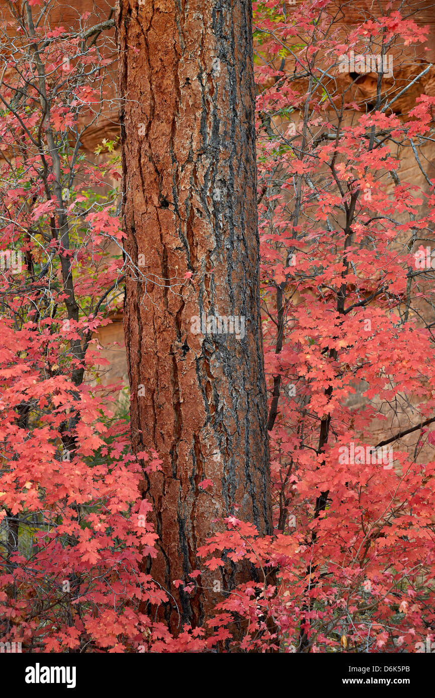 Bigtooth maple hi-res stock photography and images - Alamy
