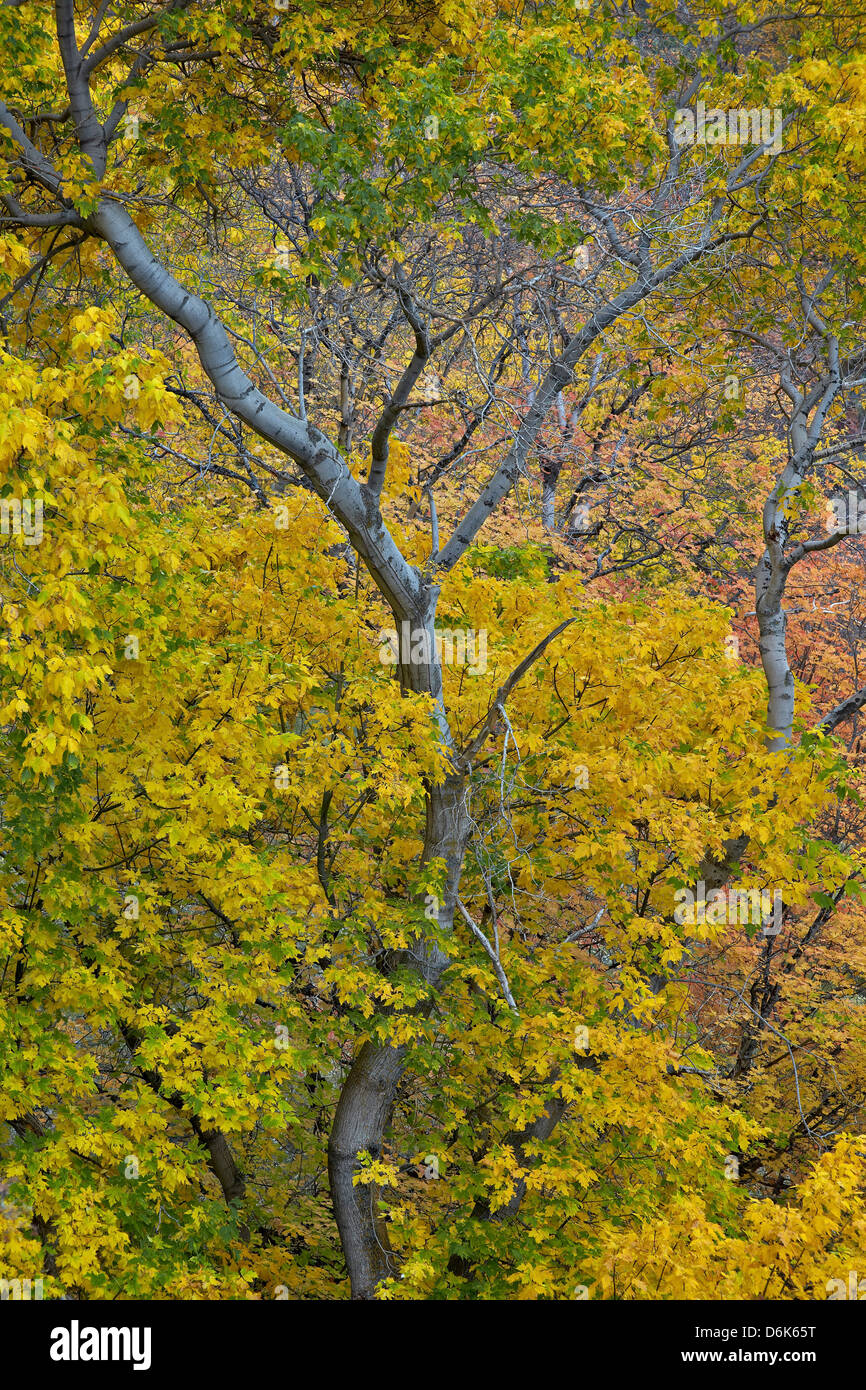 Box elder tree hi-res stock photography and images - Alamy