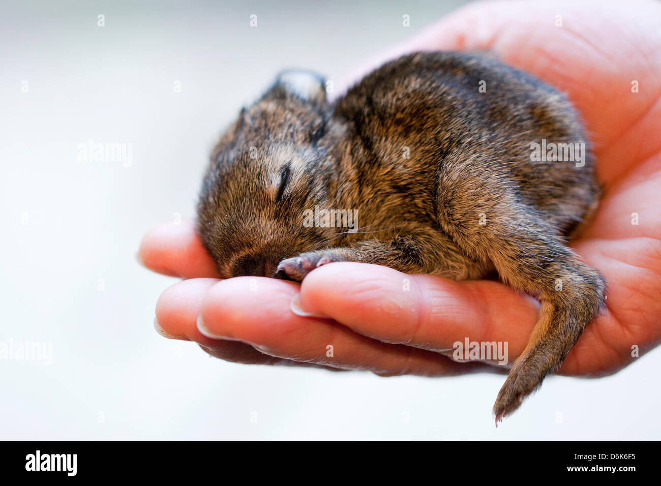 Zoo manure hi-res stock photography and images - Alamy