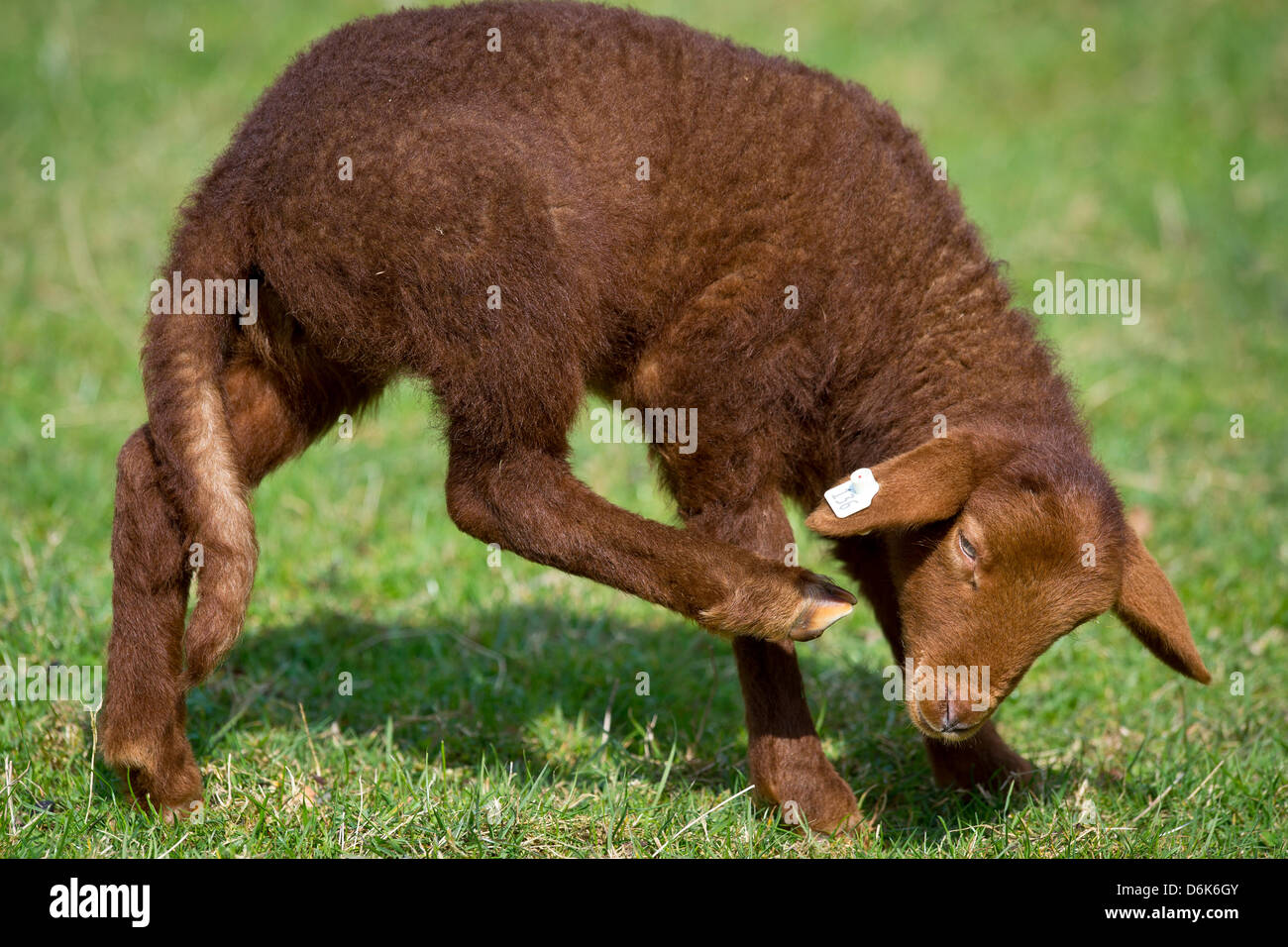 A brown Coburg Fox Sheep lamb stands on a pasture of the agricultural ...