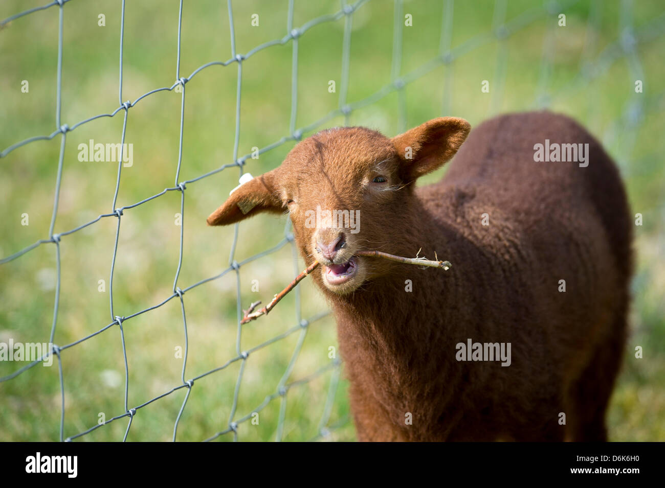 A brown Coburg Fox Sheep lamb stands on a pasture of the agricultural ...