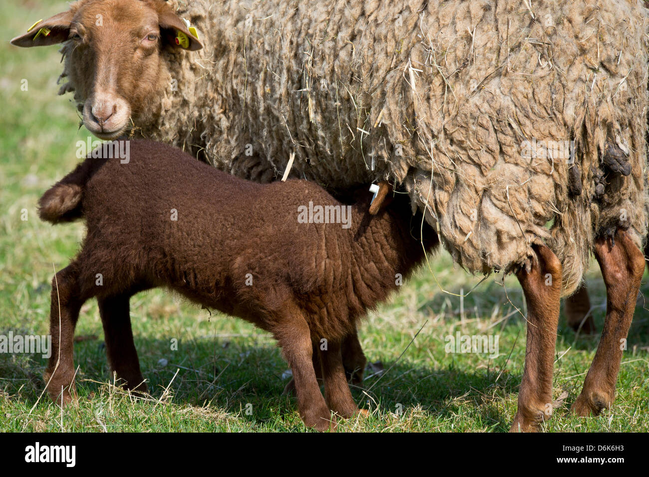 Coburg fox sheep hi-res stock photography and images - Alamy