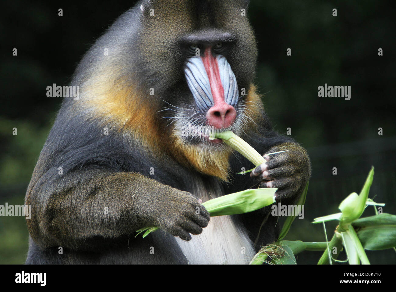 A mandrill chews an ear of corn at Ouwehand Zoo in Rhenen, Netherlands ...