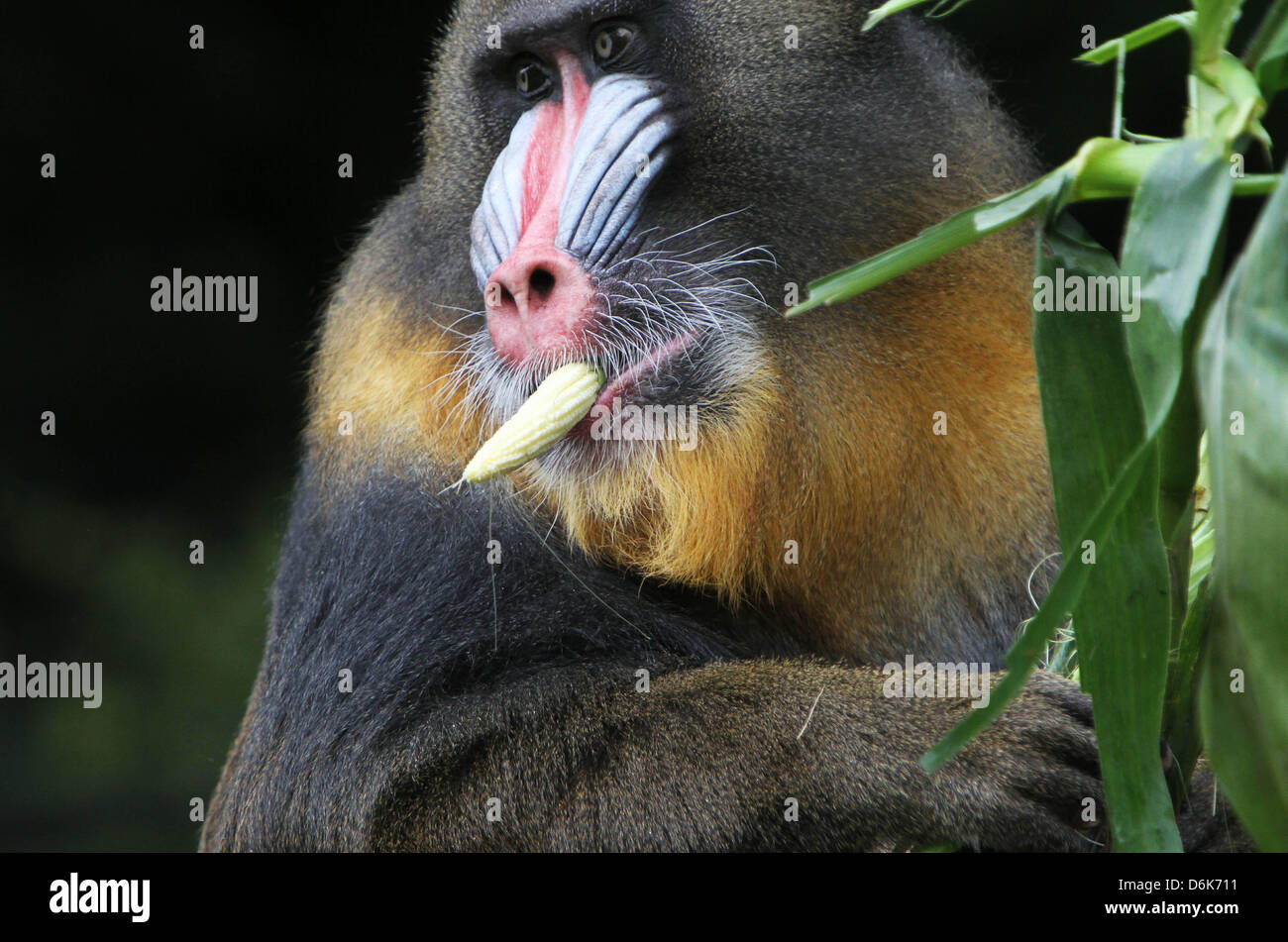 A mandrill chews an ear of corn at Ouwehand Zoo in Rhenen, Netherlands ...