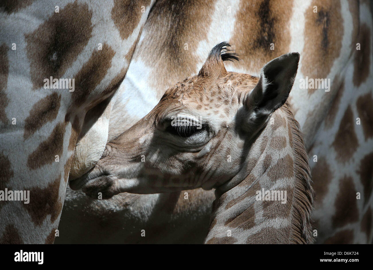 A female baby giraffe cuddles up to her mother after being born at the ...