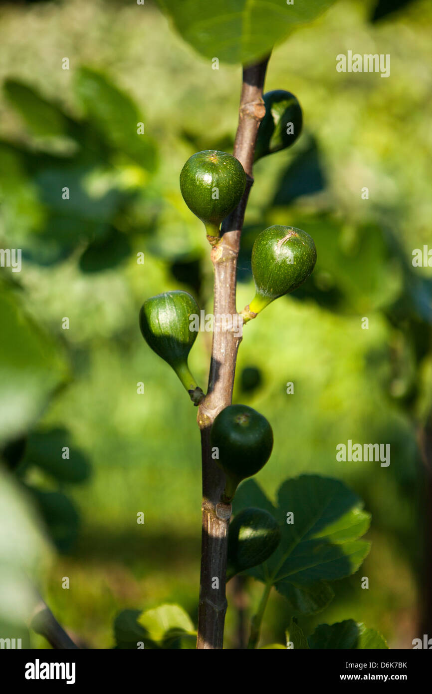 Garden fig hi-res stock photography and images - Alamy