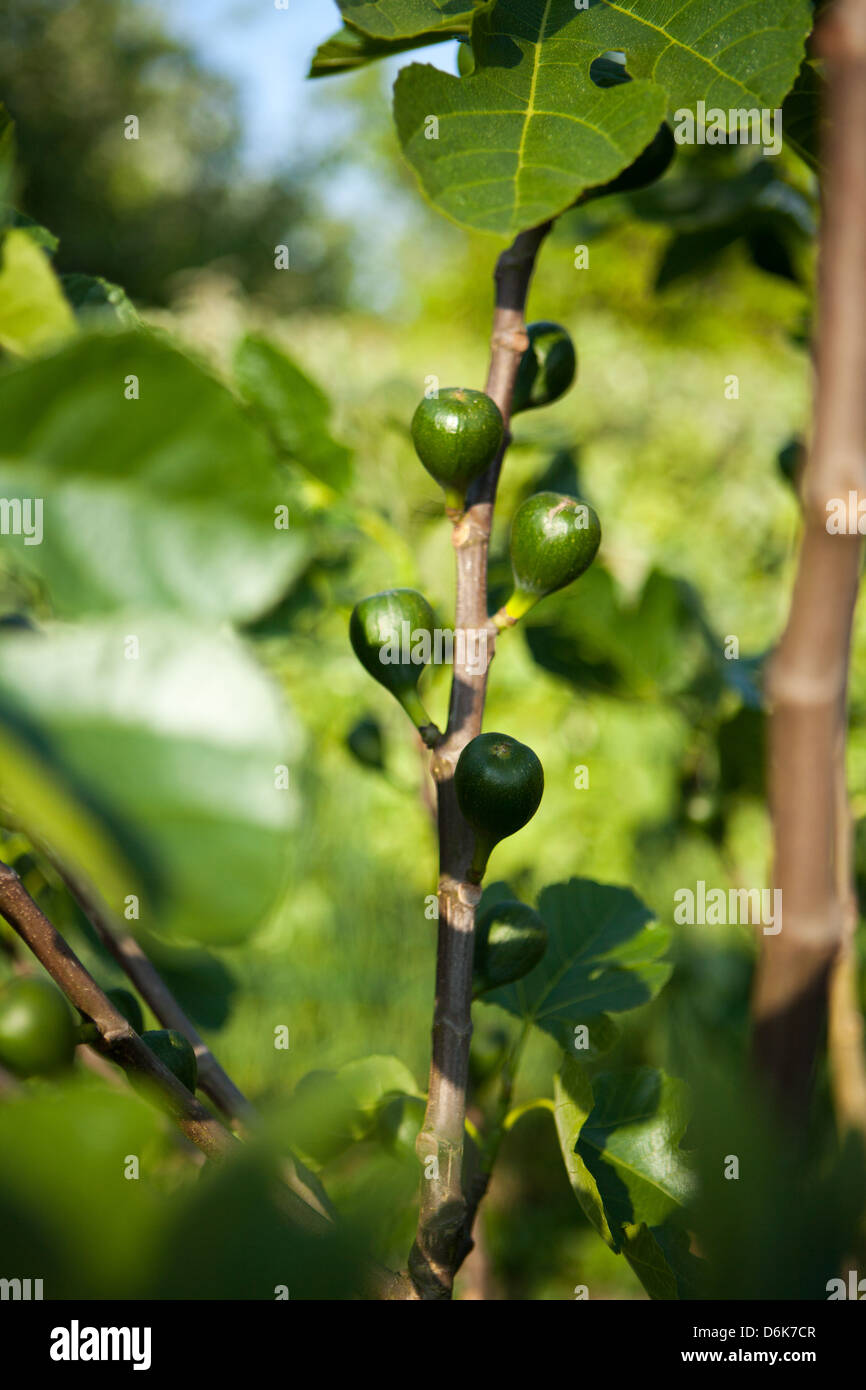 Fruit green fig hi-res stock photography and images - Alamy