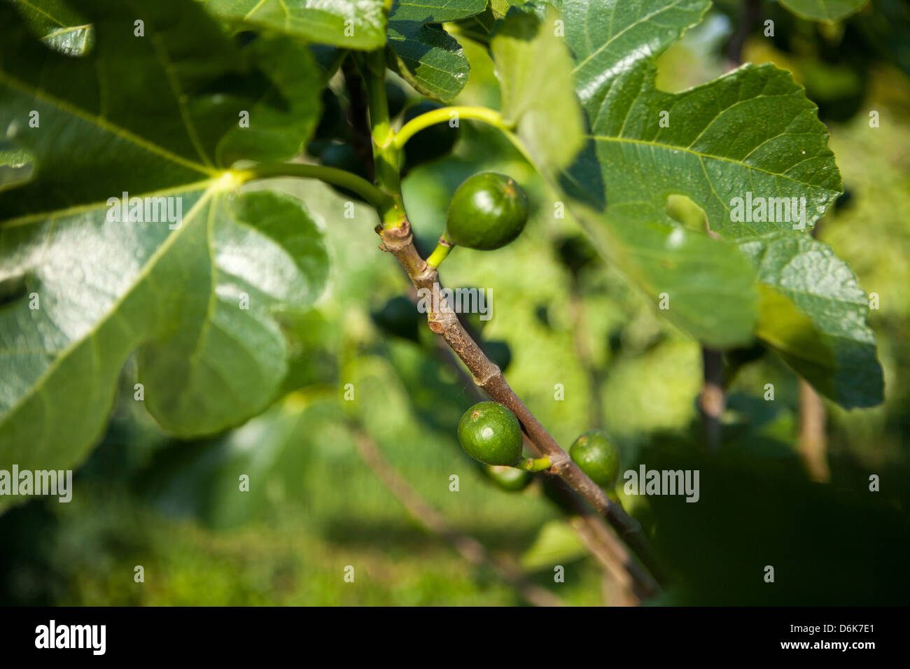green fig in spring garden Stock Photo - Alamy