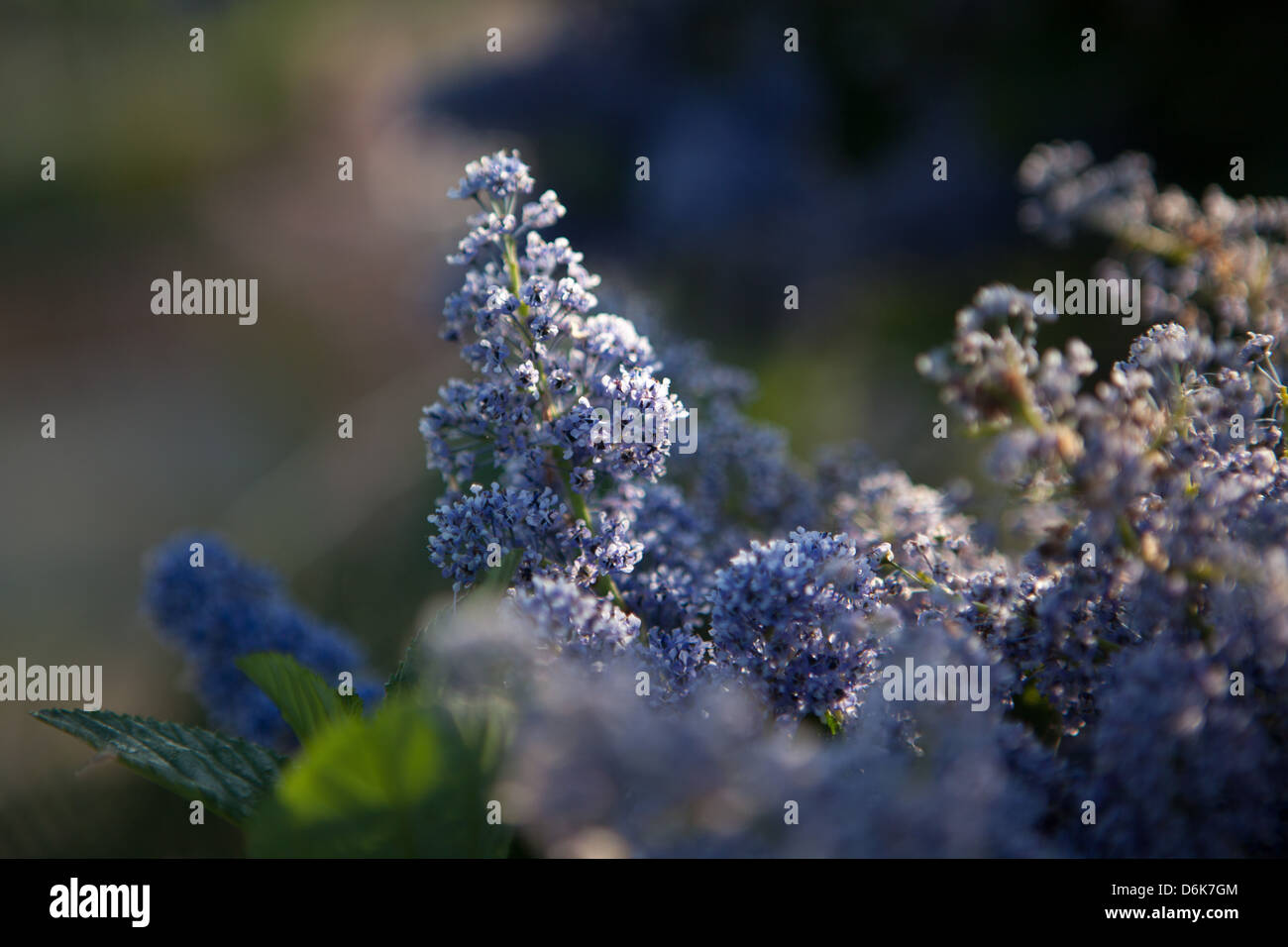 Ceanothus blue hi-res stock photography and images - Alamy