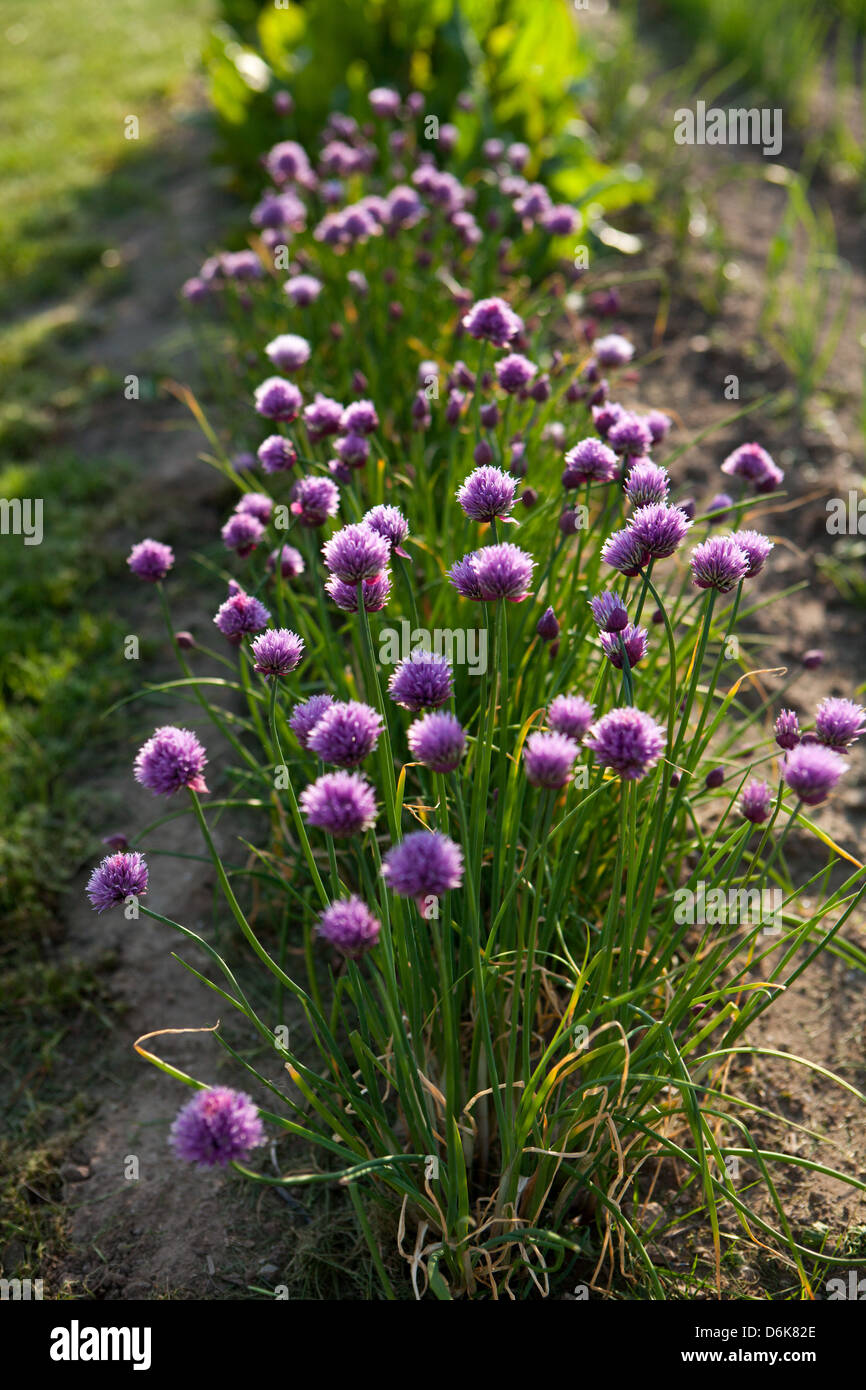 chives flowers in the spring kitchen garden Stock Photo - Alamy