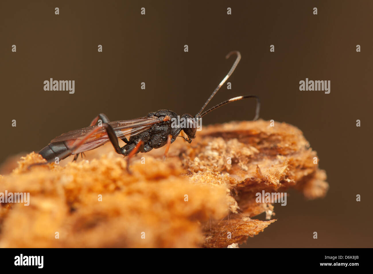 Caries animal hi-res stock photography and images - Alamy