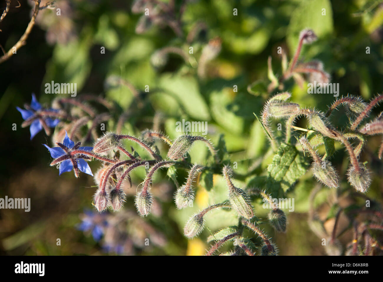 blue borage (Borago officinalis) flowers in the spring garden Stock ...