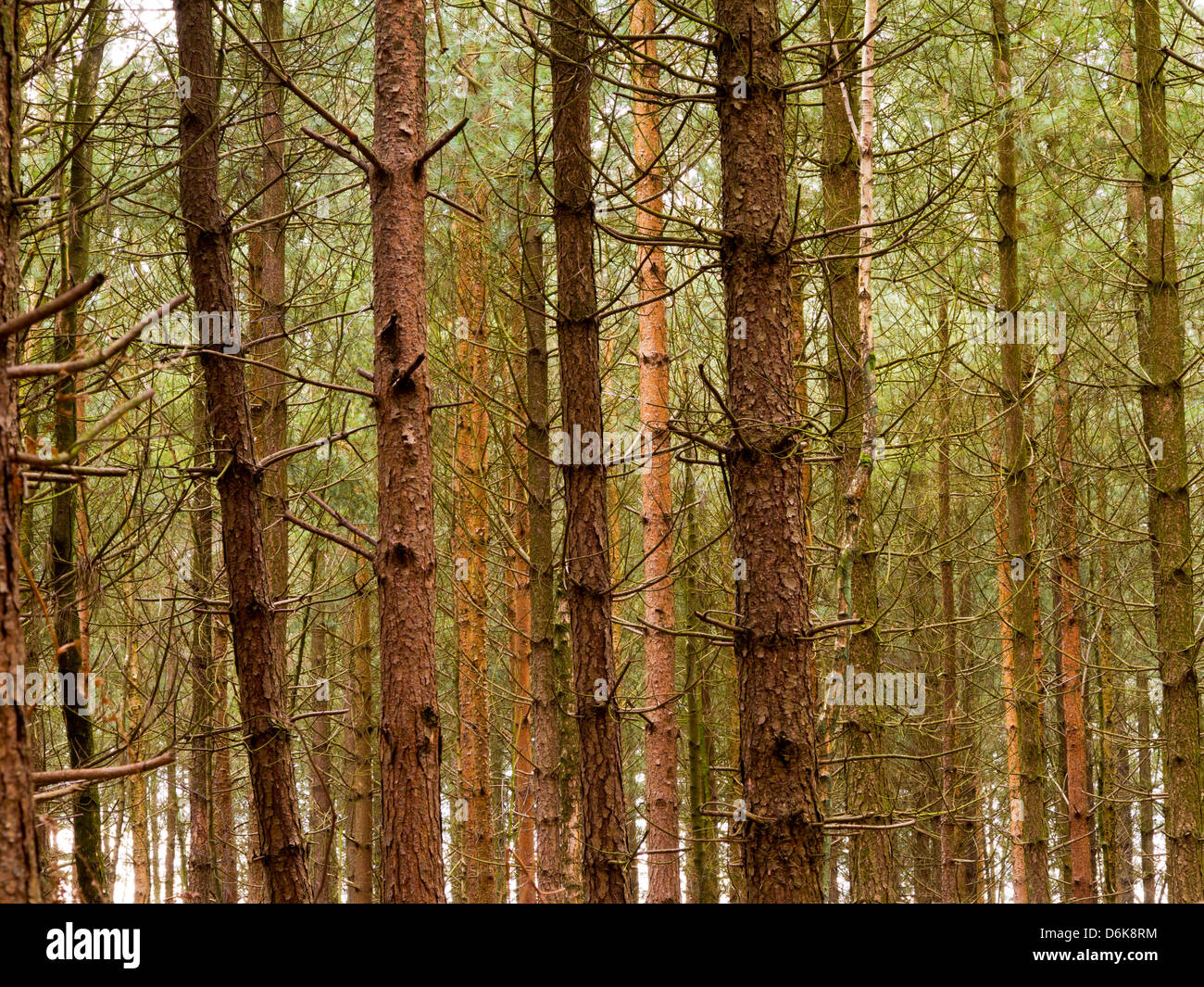 Cannock chase forest hi-res stock photography and images - Alamy